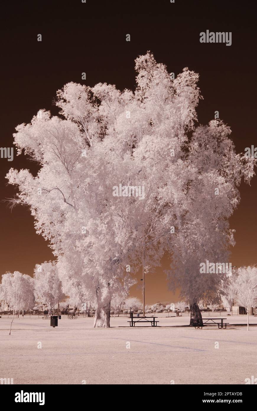 Color Infrared tree at picnic area in the park Stock Photo - Alamy