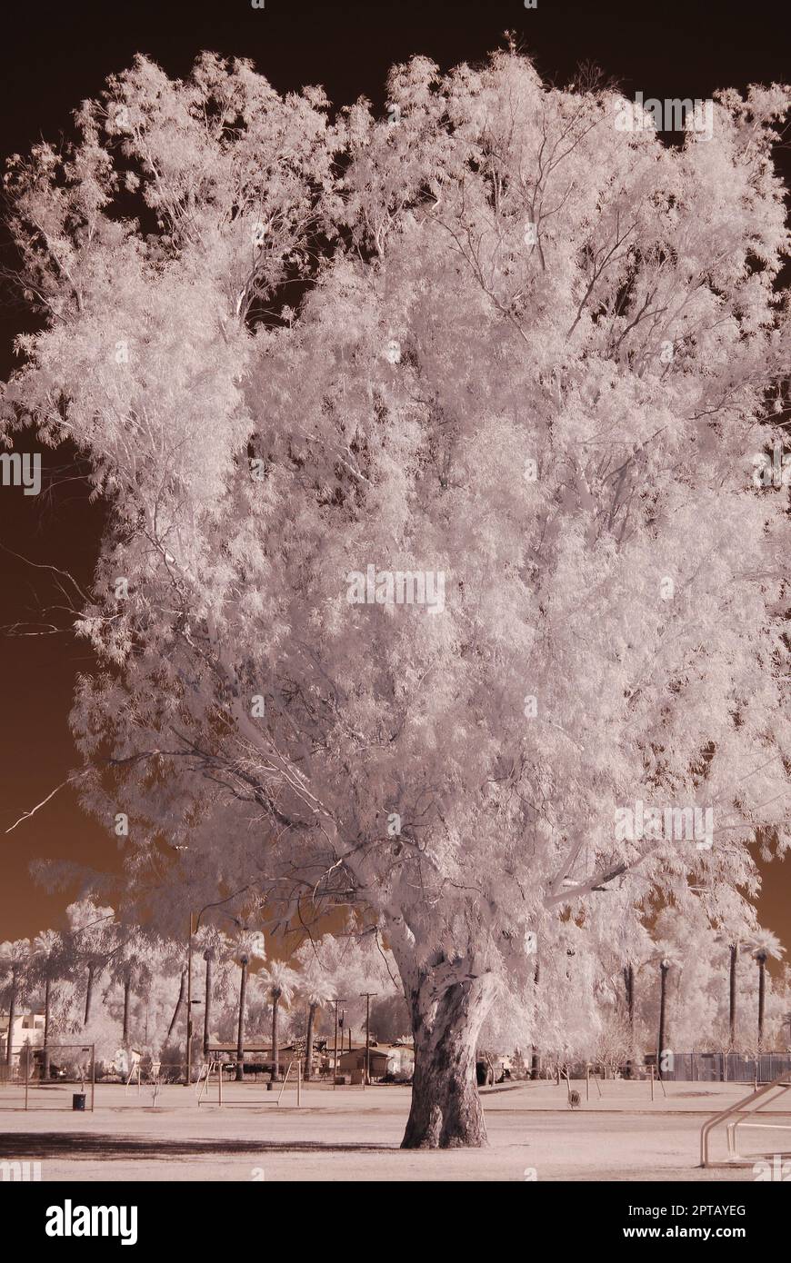 Infrared light photo of landscape hi-res stock photography and images ...