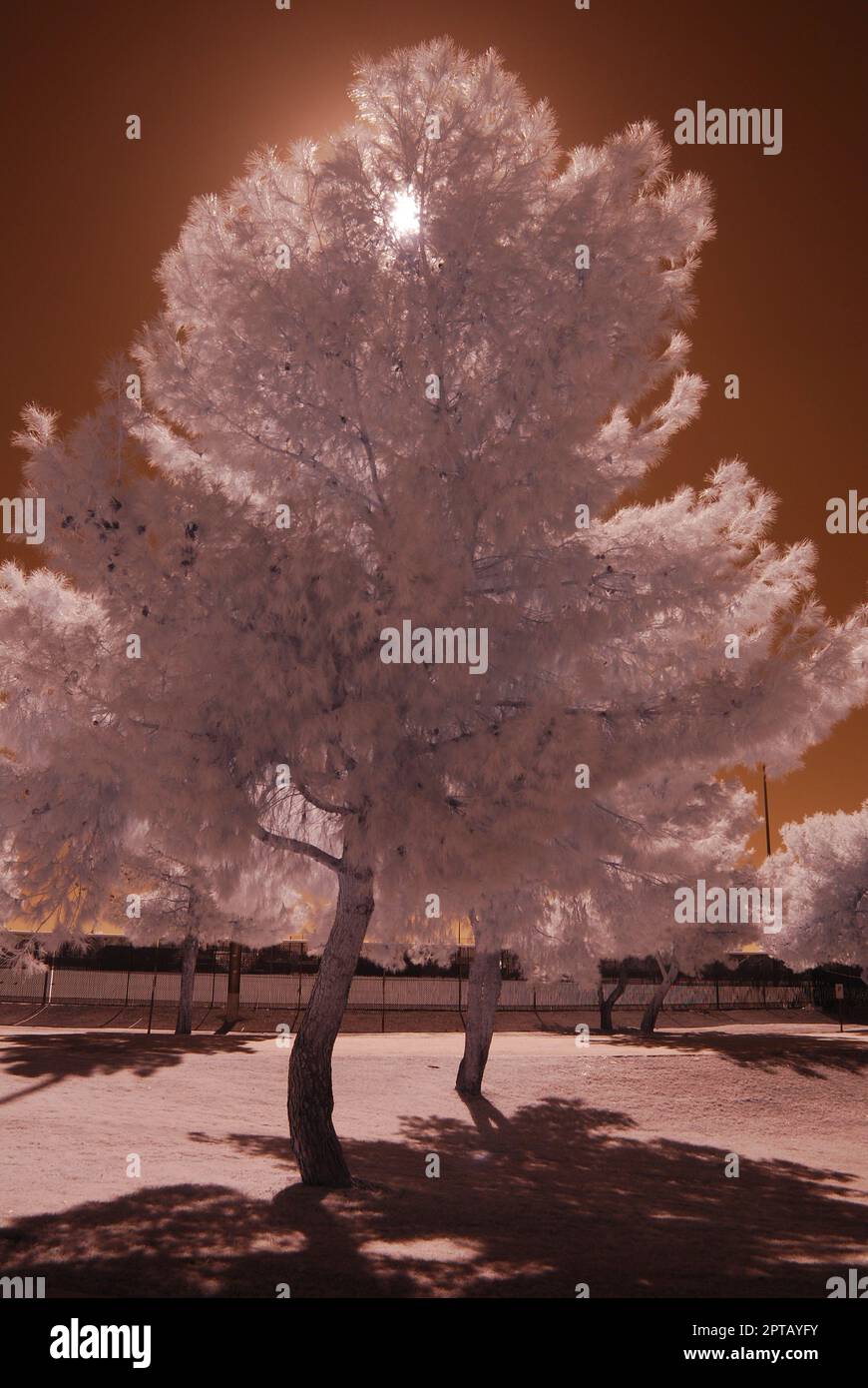 Color Infrared tree at a sports park Stock Photo - Alamy