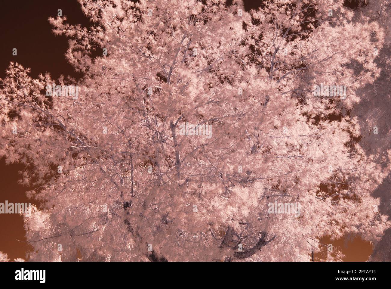 Color Infrared tree covering the entire frame Stock Photo - Alamy