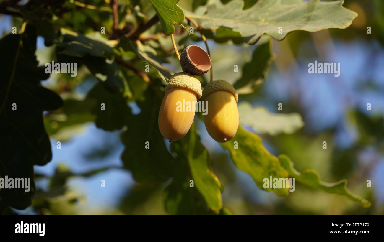 The acorn or oaknut, on a branch of oak tree with and green leaves ...