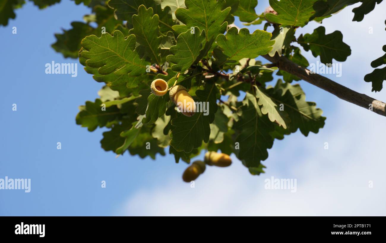 Oaknut on a tree hi-res stock photography and images - Alamy