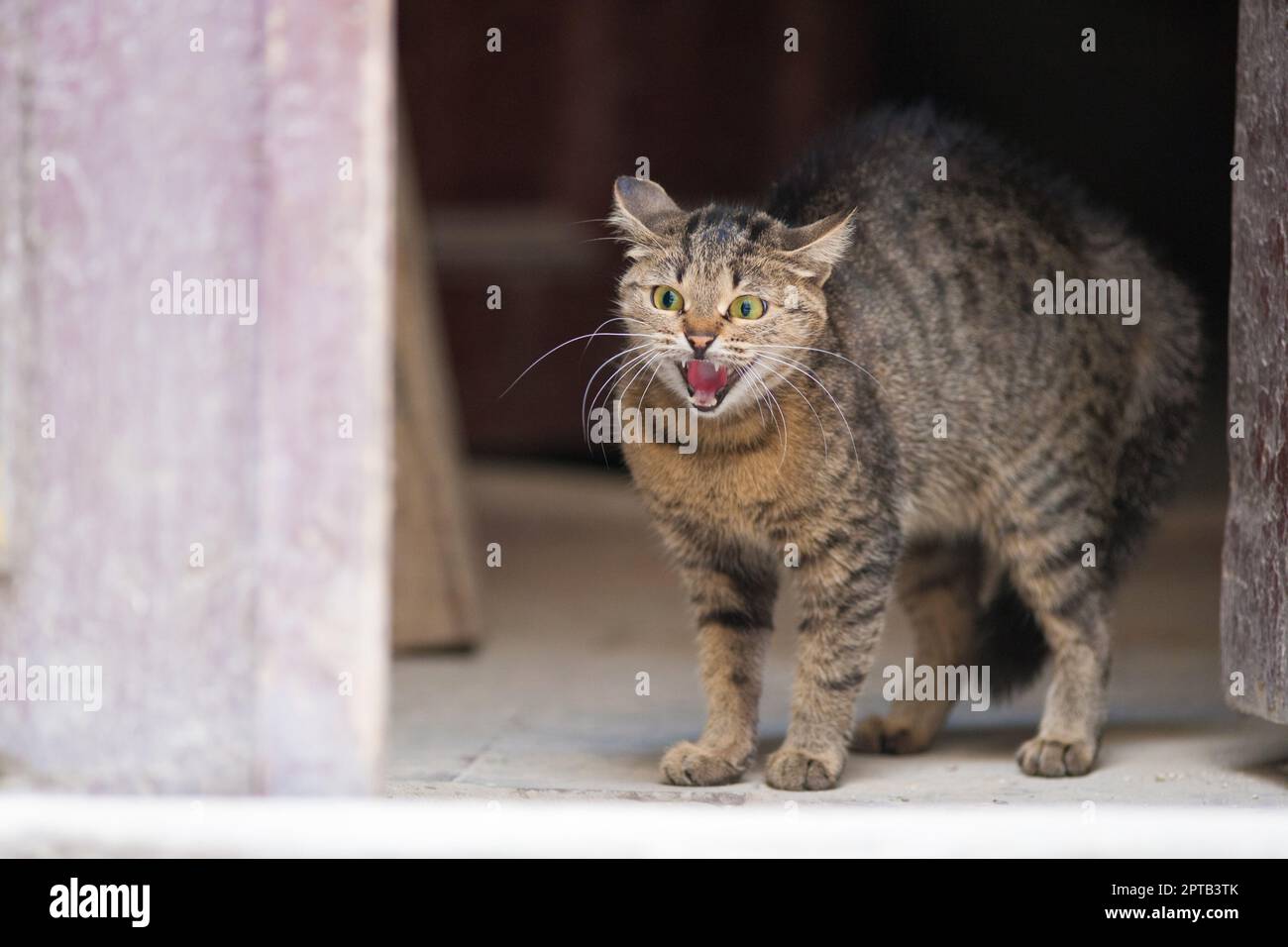 As he hisses hi-res stock photography and images - Alamy