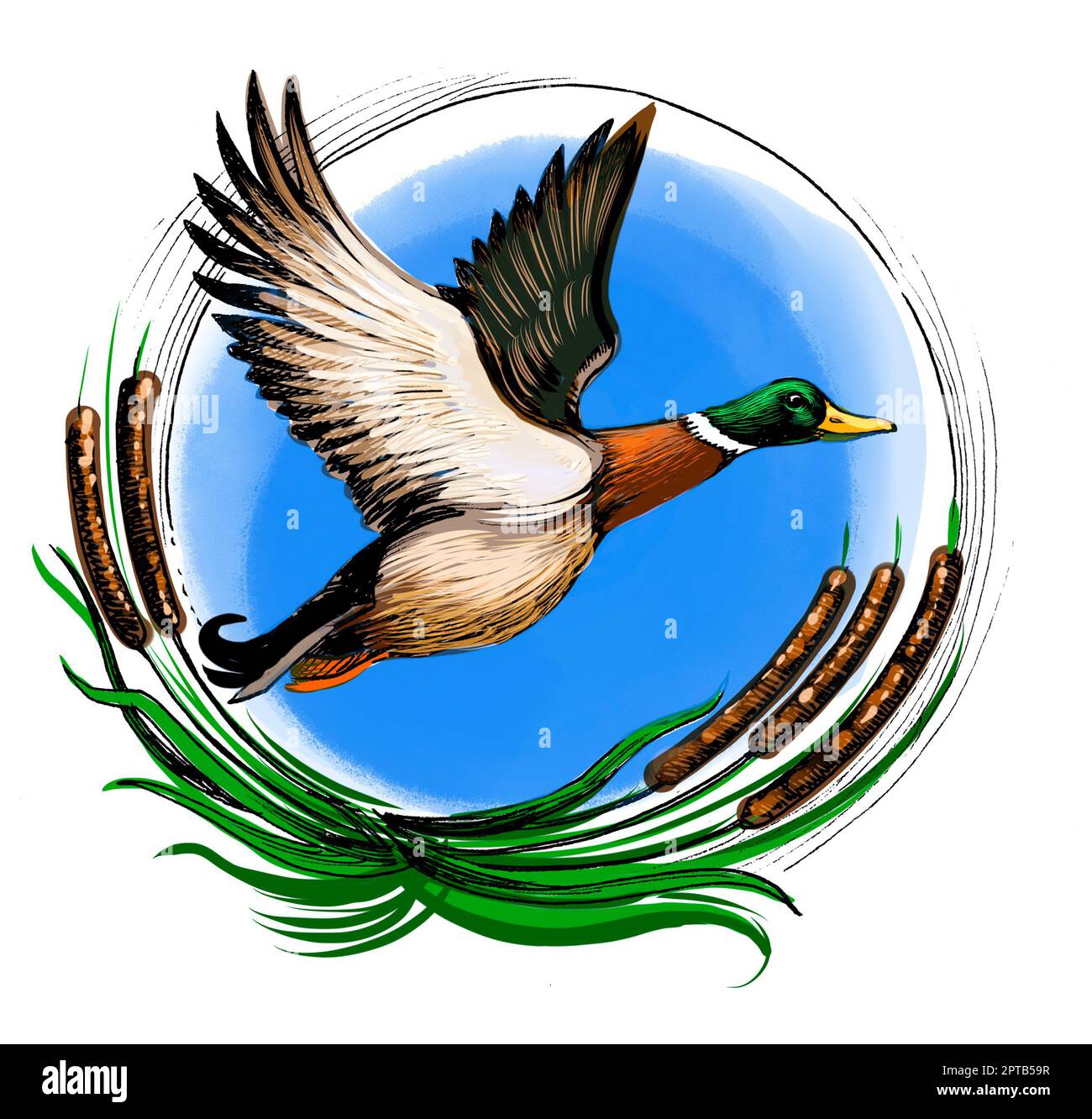 Flying mallard duck. Hand drawn ink on paper and digitally colored on ...