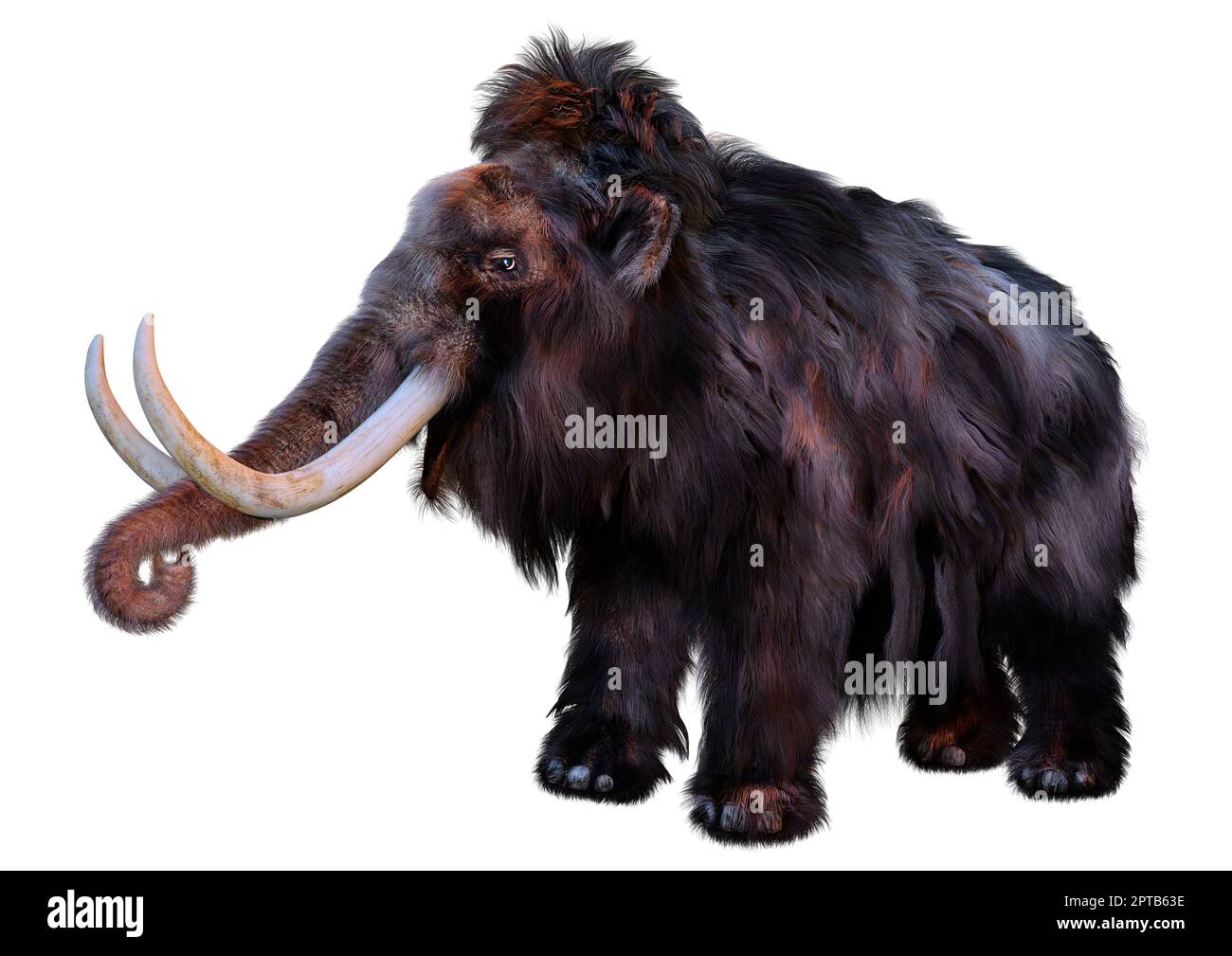 3D rendering of a woolly mammoth isolated on white background Stock ...