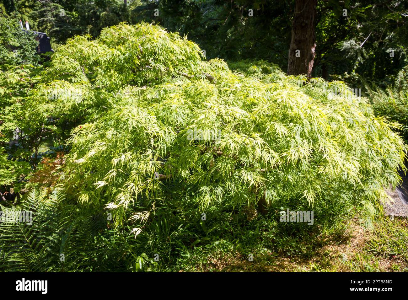 Japanese maple tree in a traditional zen garden Stock Photo - Alamy