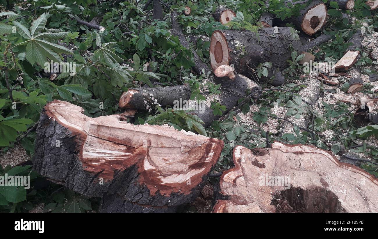 A large trunk of a fallen tree is cut into the stumps Stock Photo - Alamy