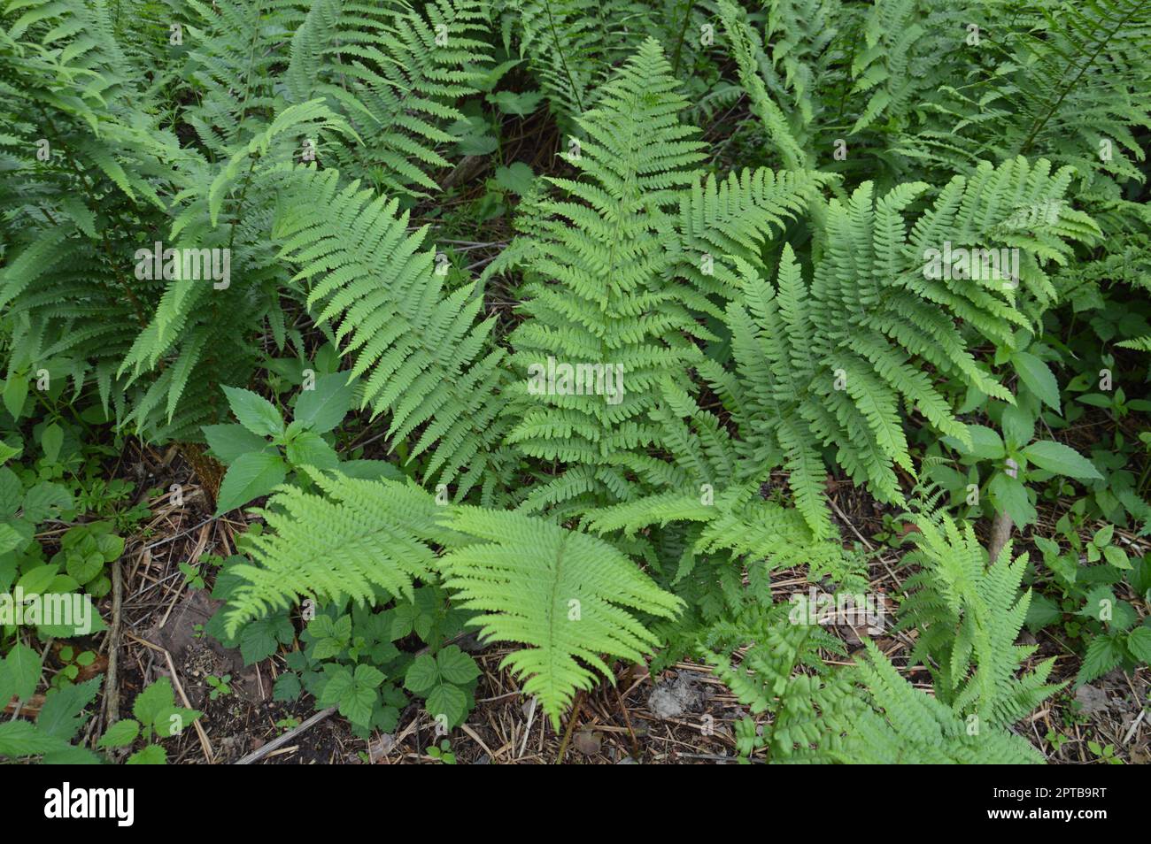 Forest plants and details of trees and the bushes Stock Photo - Alamy