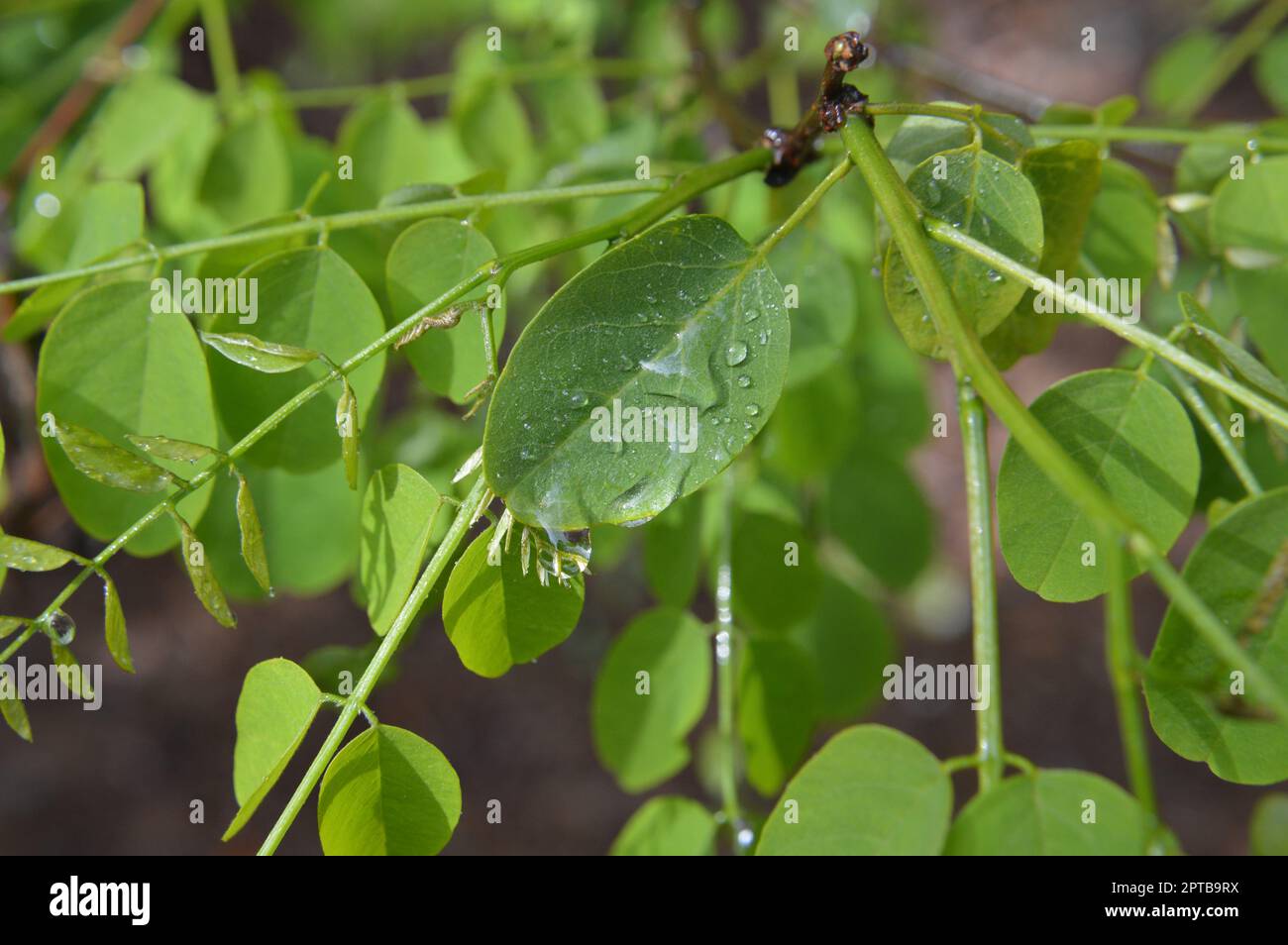 Forest plants and details of trees and the bushes Stock Photo - Alamy
