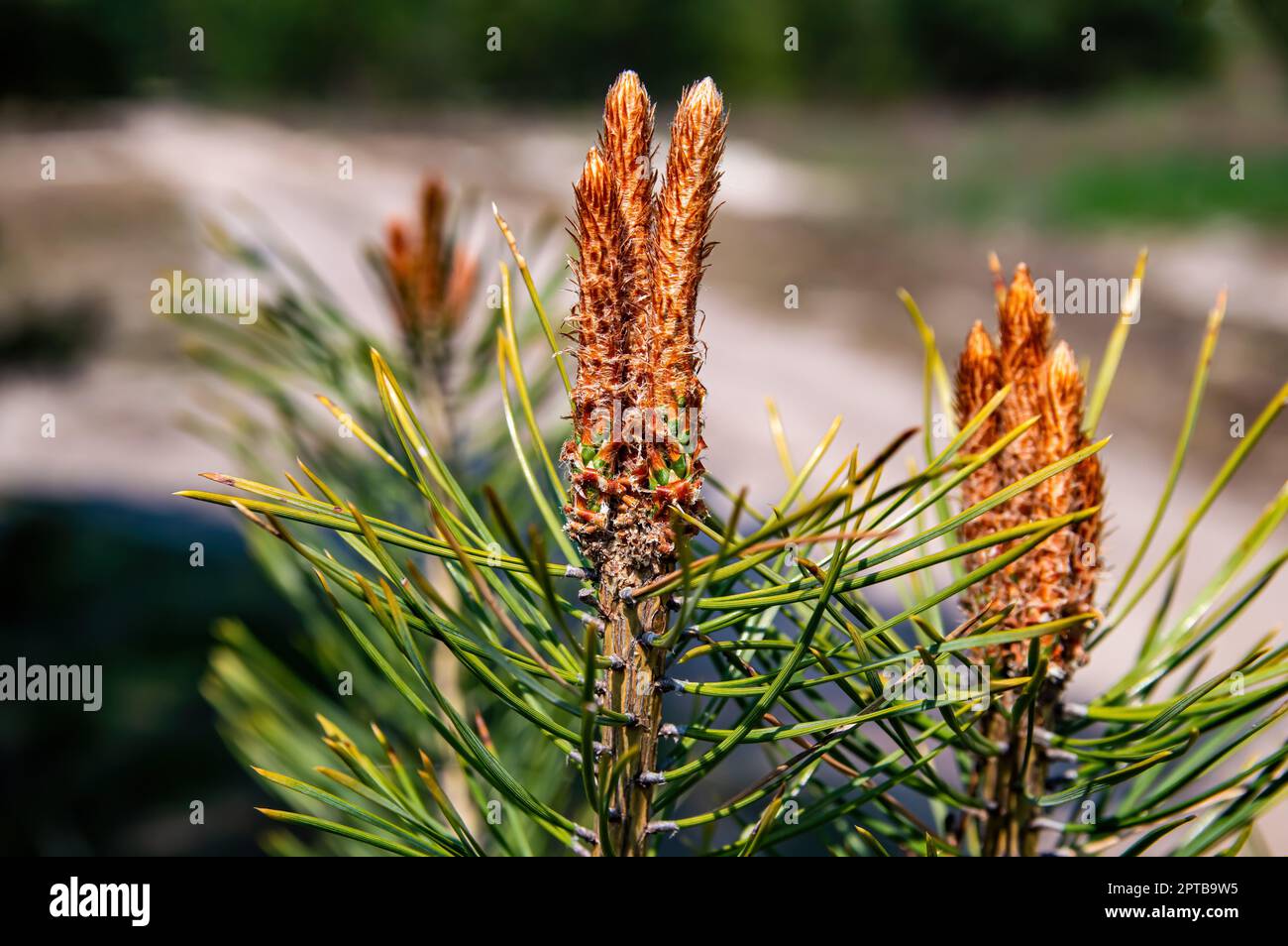 Flowering green branch of a pine tree in the forest. Pine needles ...