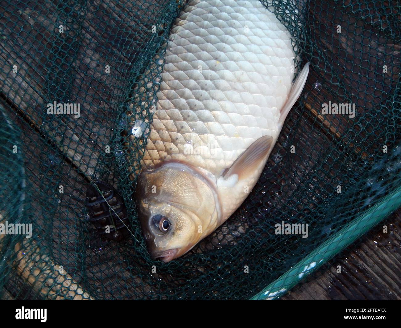 Fishing on the lake and river fish Stock Photo - Alamy