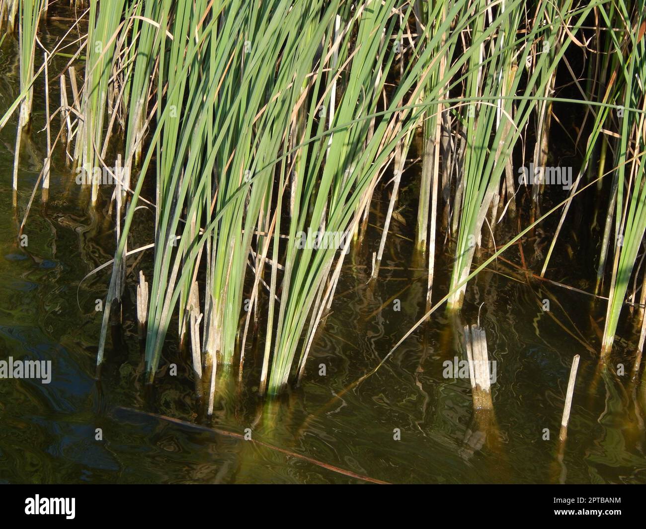 River and lakes in the countryside Stock Photo - Alamy