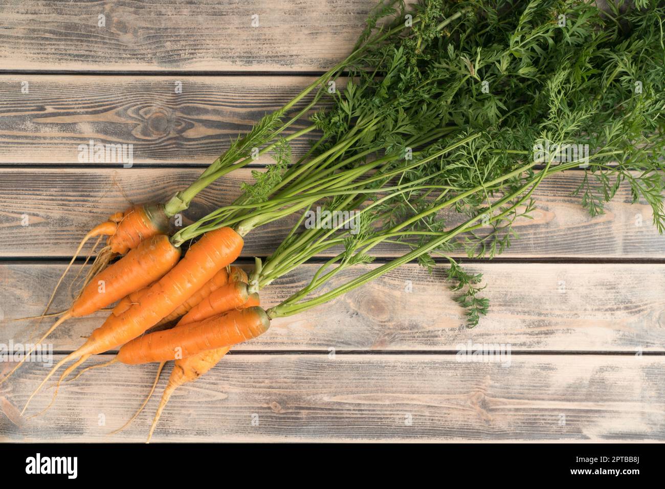 Bunch of fresh ripe carrots with long green haulm on faded wooden table ...
