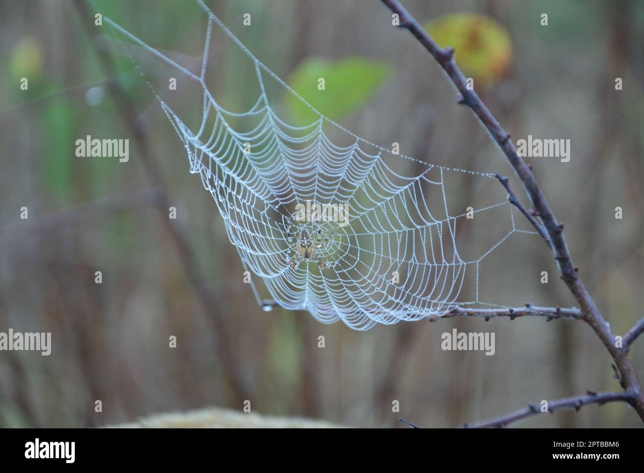 Closeup cobweb on plants and the trees Stock Photo - Alamy