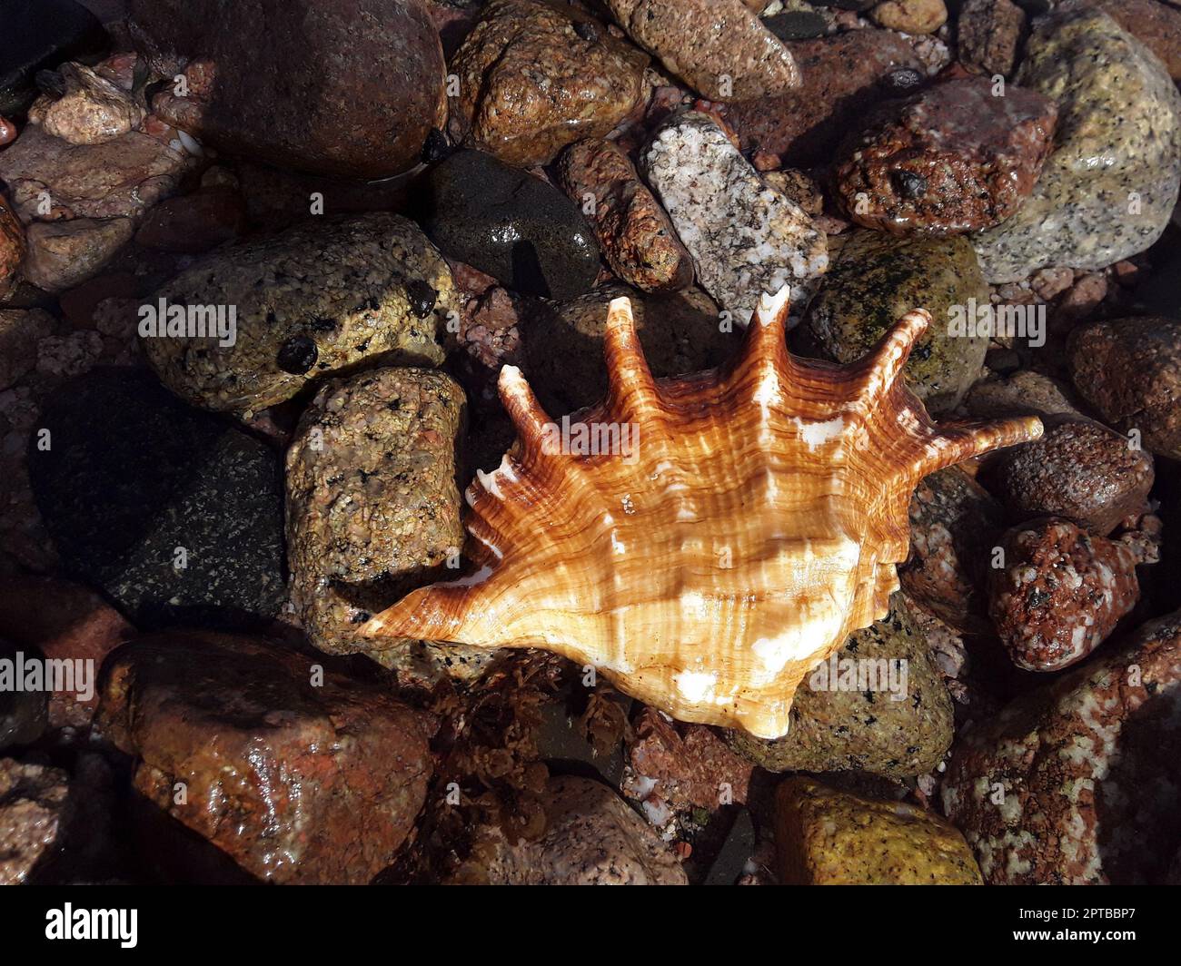 Egyptian seashells in the Red Sea close-up Stock Photo - Alamy