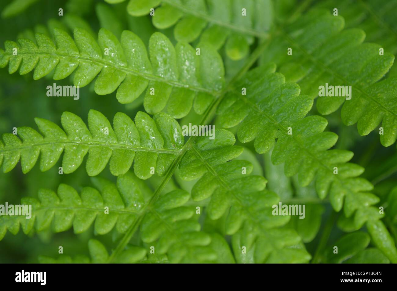 Macro shooting of plants and flowers in the forest Stock Photo - Alamy