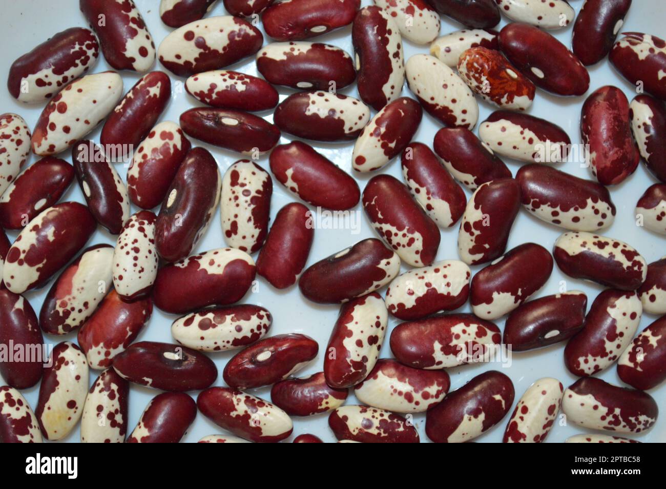 The texture of the beans of various varieties of plants for food Stock ...