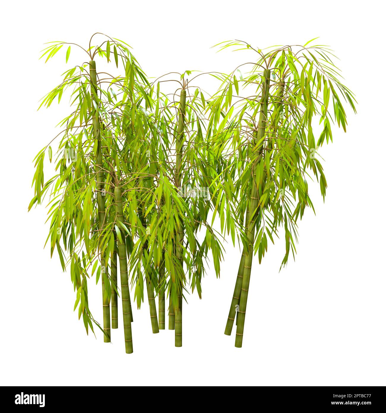 3D rendering of green bamboo trees isolated on white background Stock ...