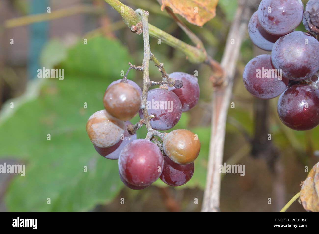 Grape berries grow in a ripe garden Stock Photo - Alamy