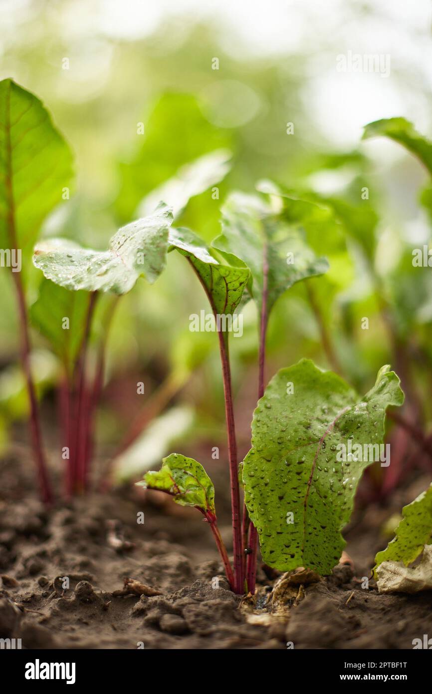 row of beet plants growing in the garden. beetroot Stock Photo - Alamy