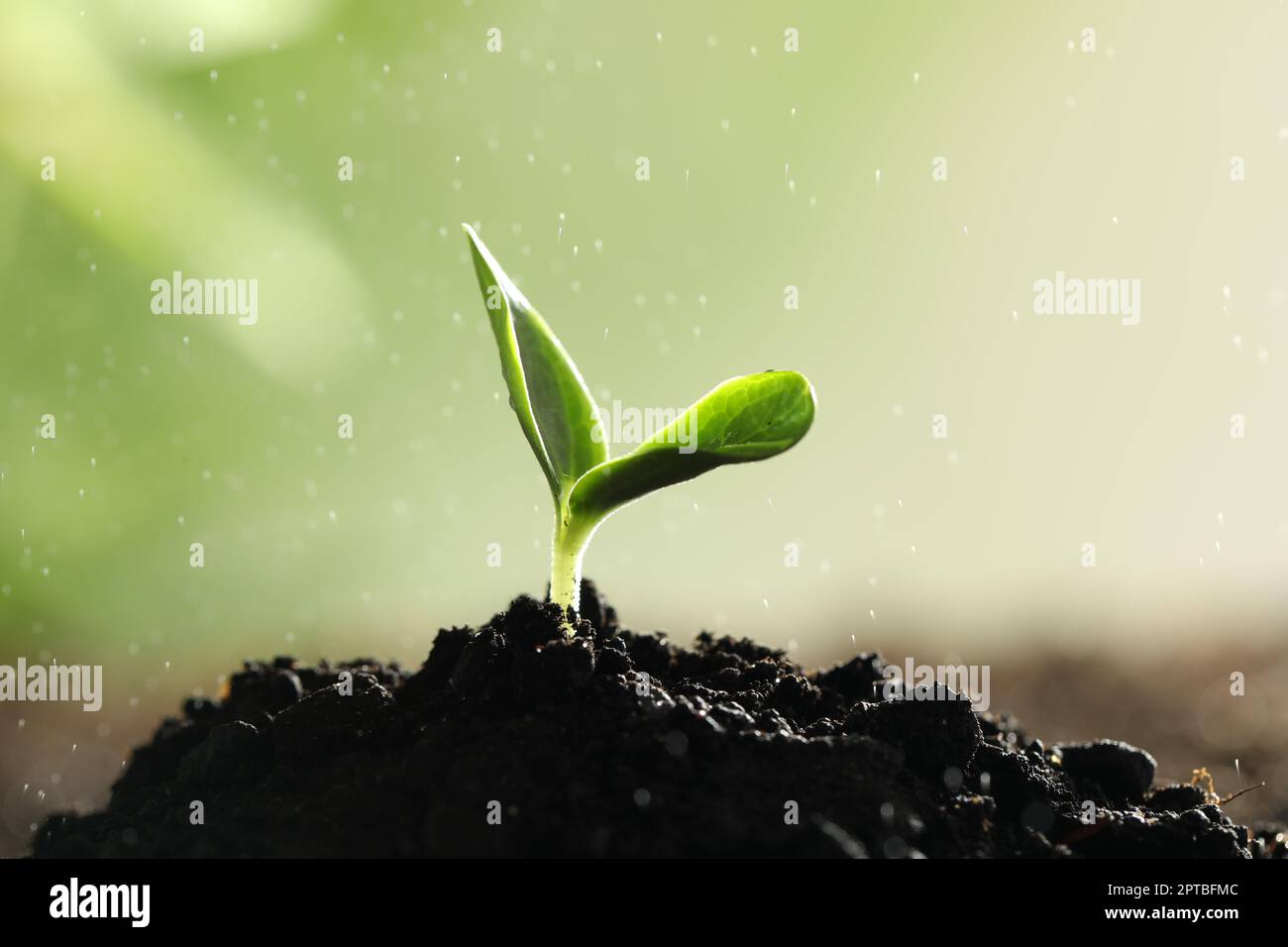 Young vegetable seedling growing in soil outdoors Stock Photo - Alamy