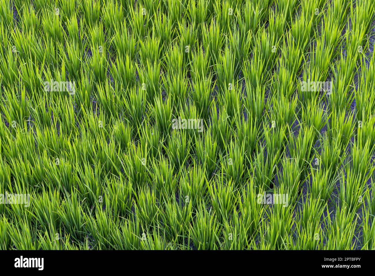 Rice field in Taitung of Taiwan Stock Photo - Alamy