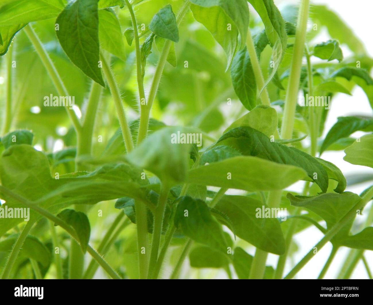 Plant bushes grown in a pot close-up Stock Photo - Alamy