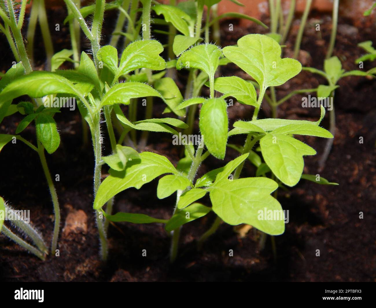 Plant bushes grown in a pot close-up Stock Photo - Alamy