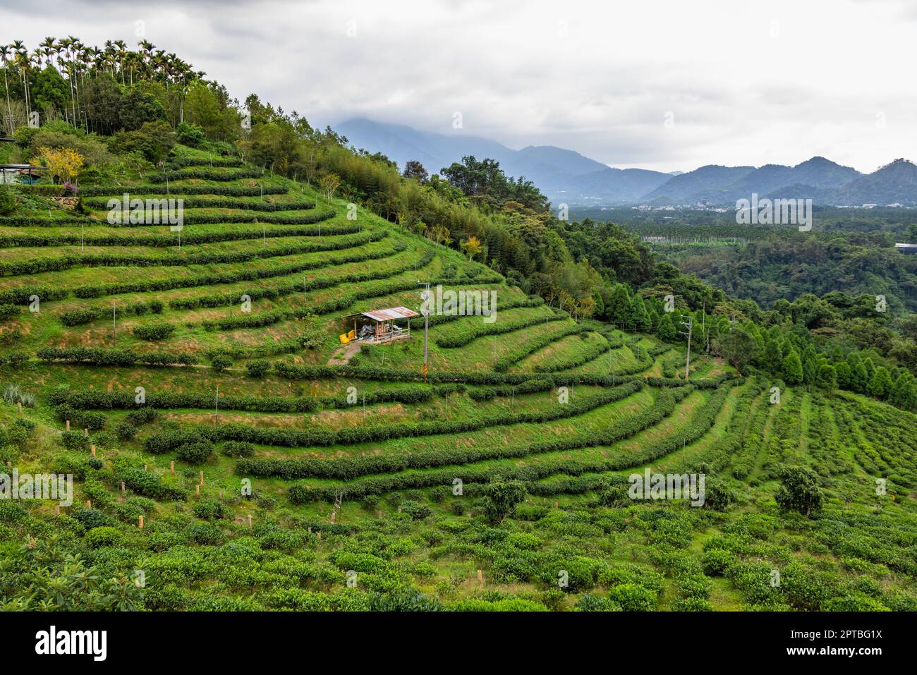 Fresh green tea terrace farm mountain in Nantou of Taiwan Stock Photo ...