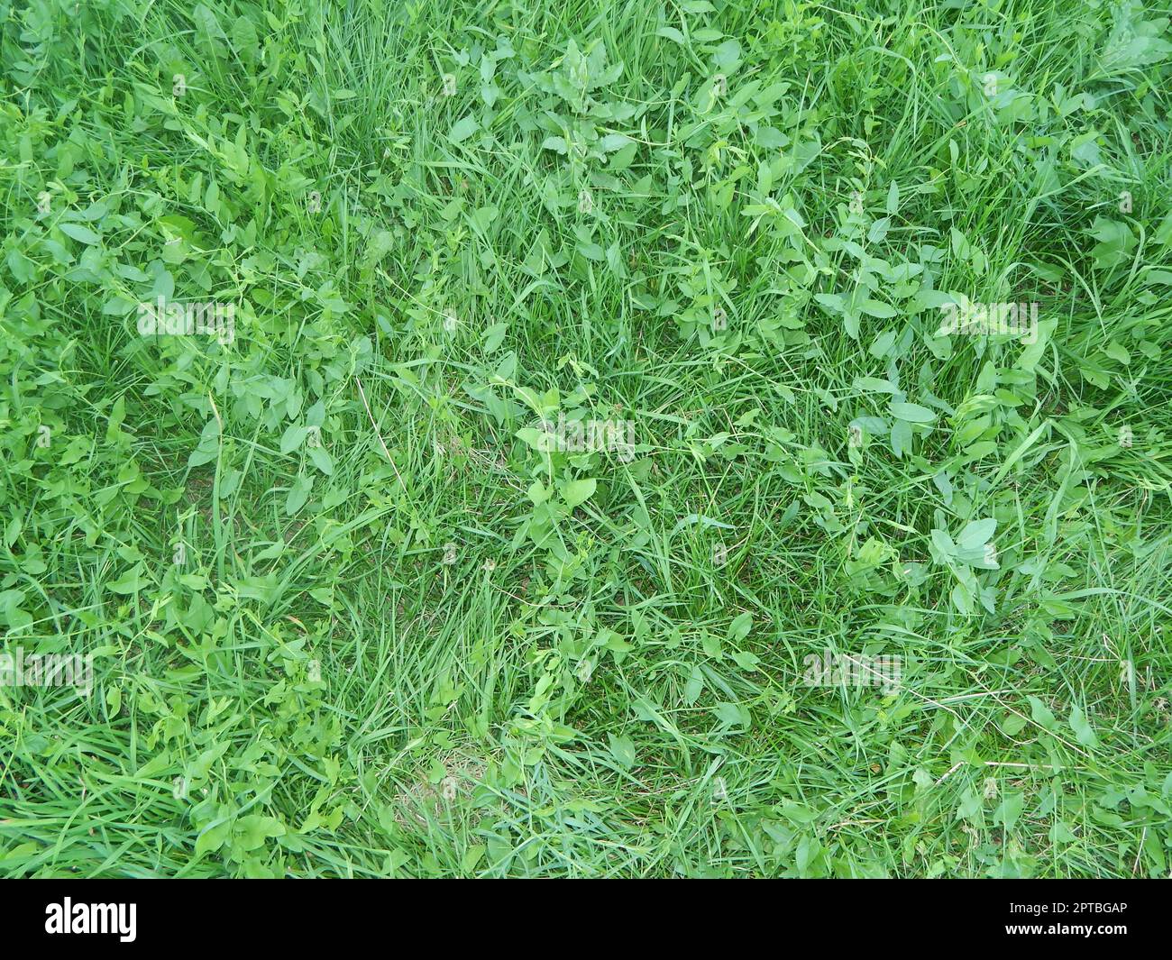 Texture nature grass flowers, trees wallpaper Stock Photo - Alamy