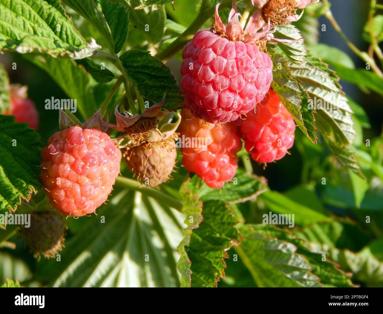 Berry raspberries fruit picking Stock Photo - Alamy