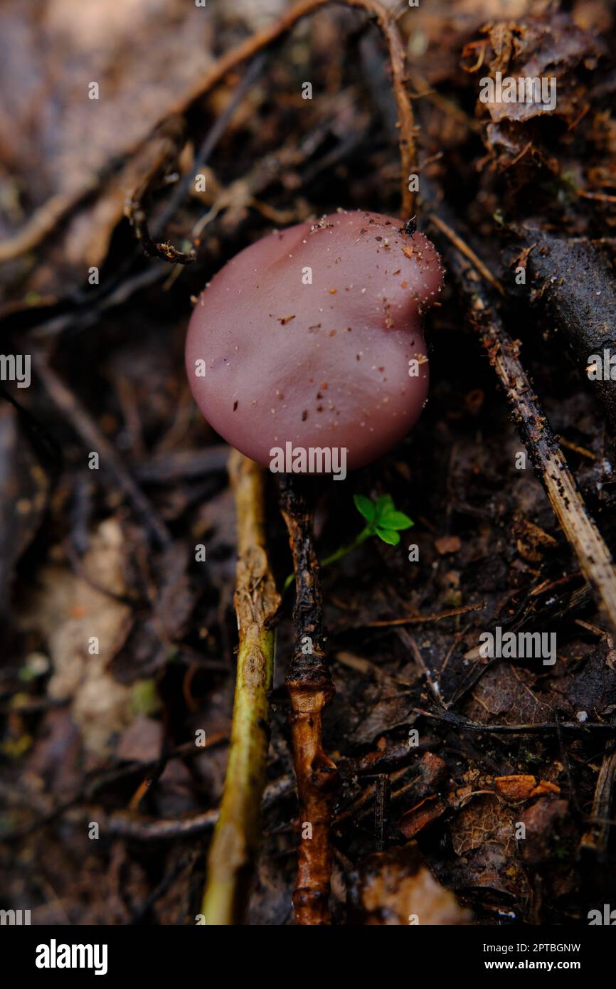 Amazing edible mushroom Lepista nuda commonly known as wood blewit in ...