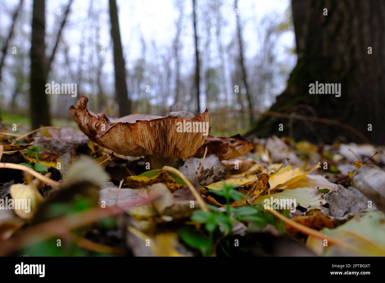 Huge Mushroom Lepista Nuda Also Clitocybe Nuda Wood Blewit Mushroom In The Autumn Forest Day