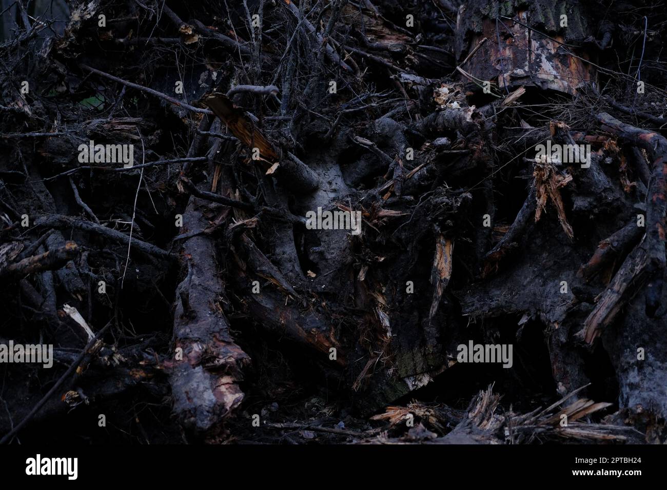 stumps with roots uprooted from the ground Stock Photo - Alamy