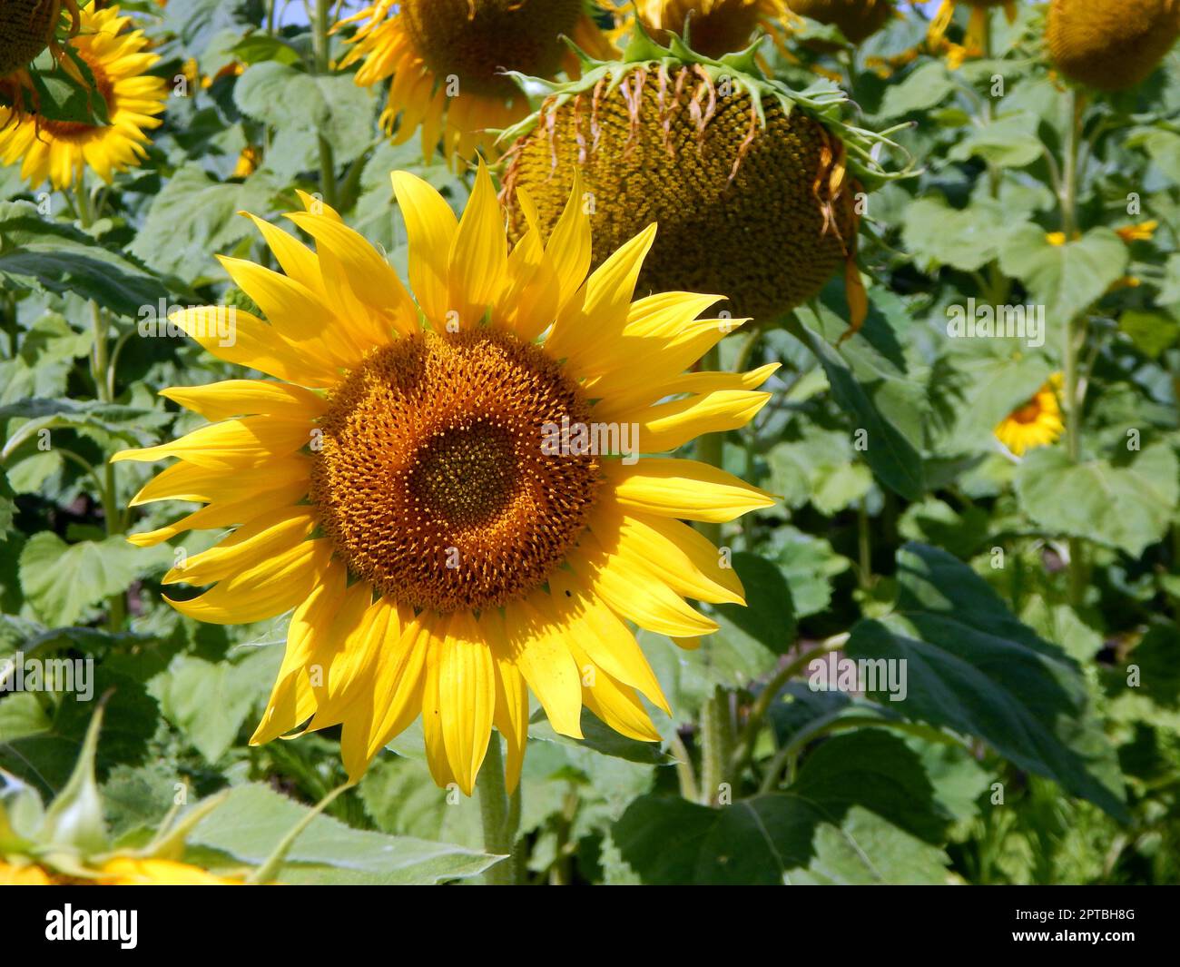 Field of sunflowers texture Stock Photo - Alamy
