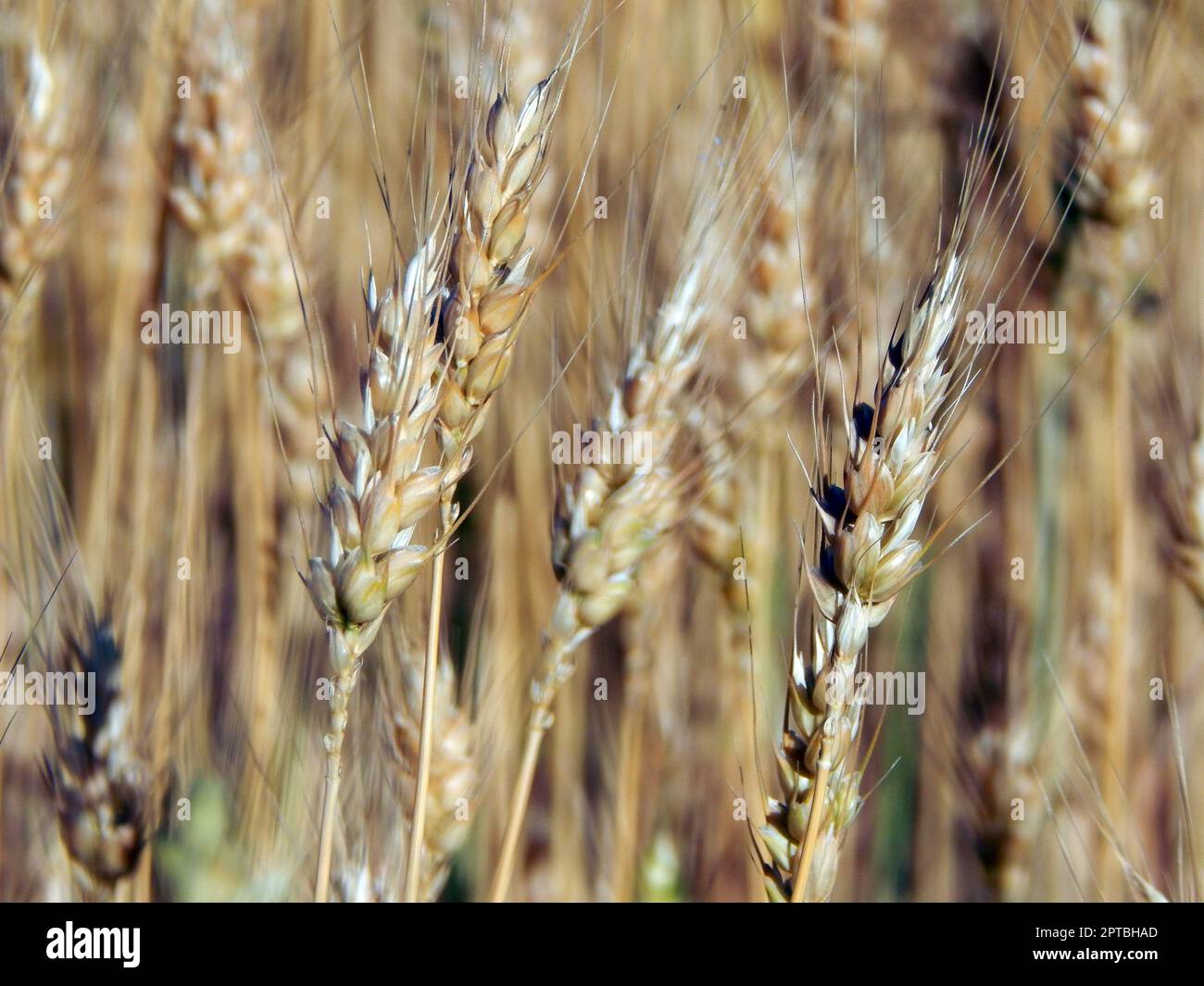 Wheat field texture of hay Stock Photo - Alamy