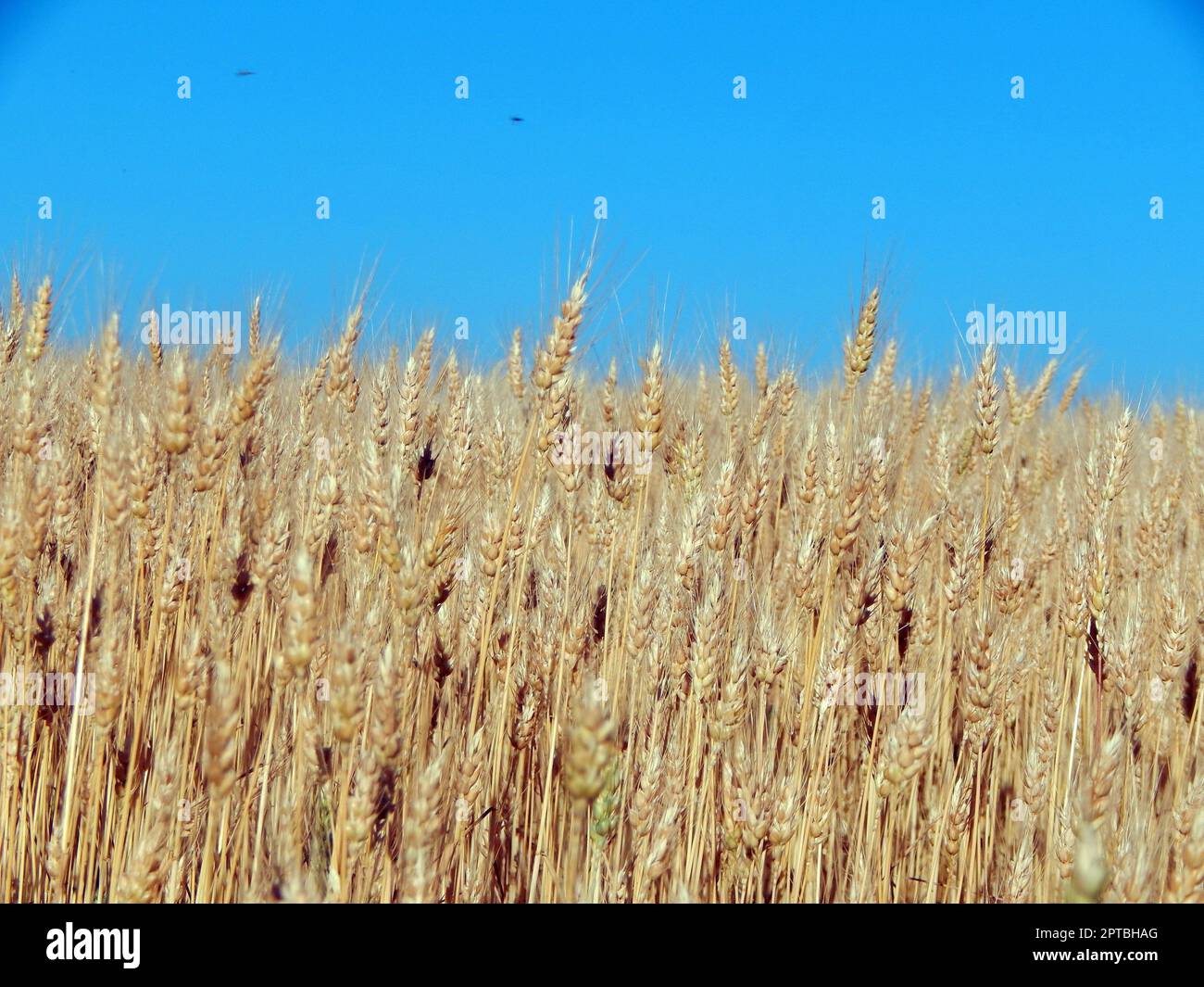 Wheat field texture of hay Stock Photo - Alamy