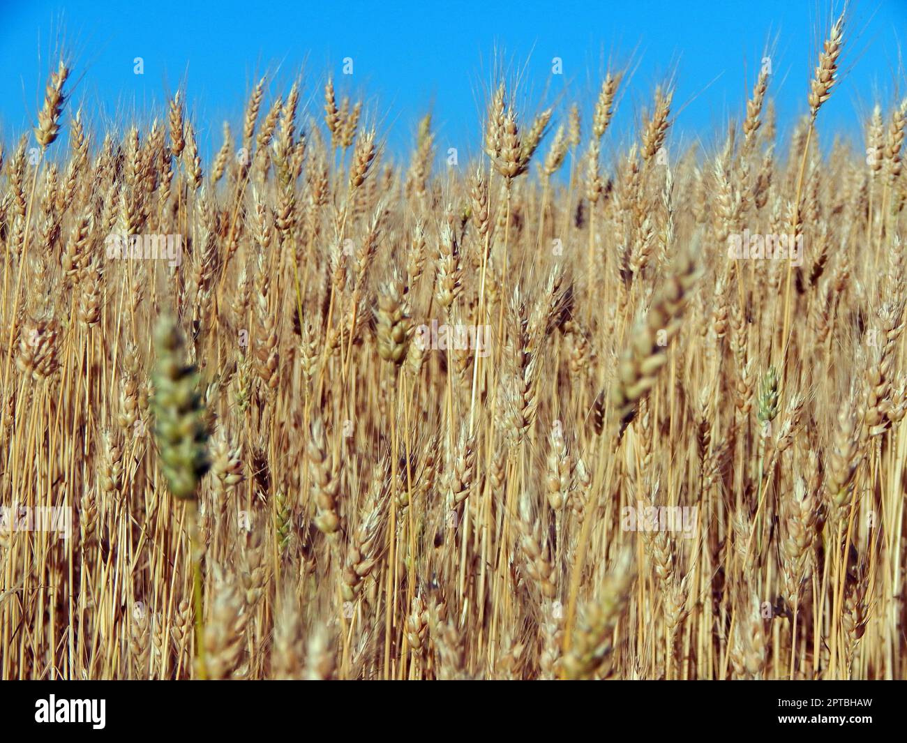 Wheat field texture of hay Stock Photo - Alamy