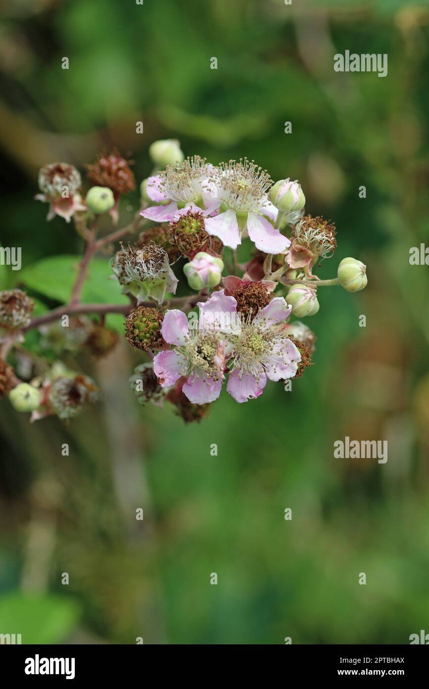 Pale pink bramble, Rubus fruticosus, flowers in close up with ripening ...