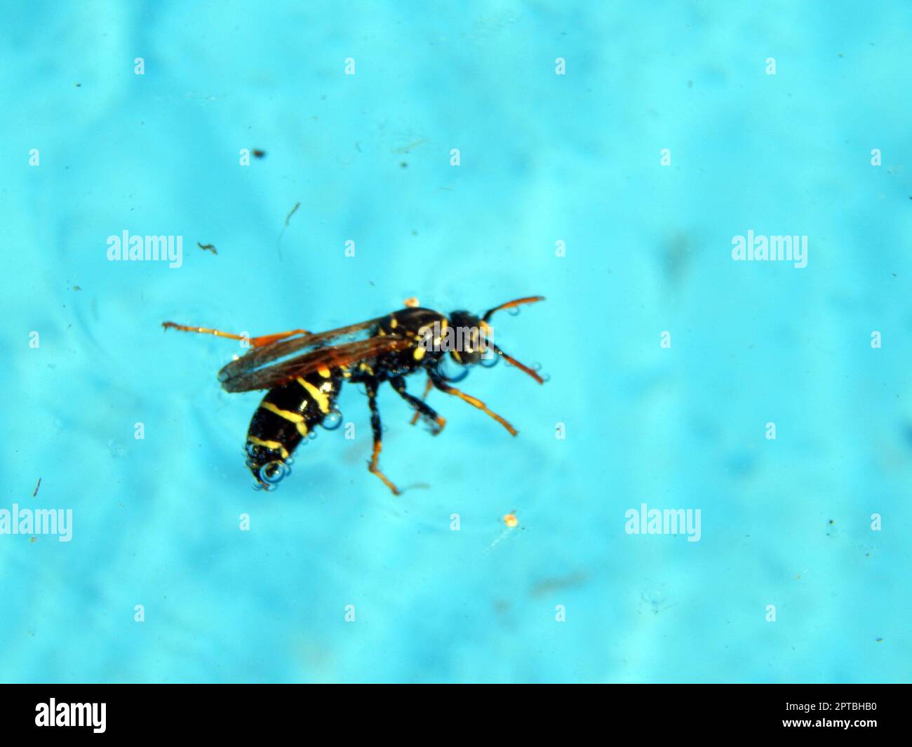 Insects are swimming in the pool Stock Photo - Alamy