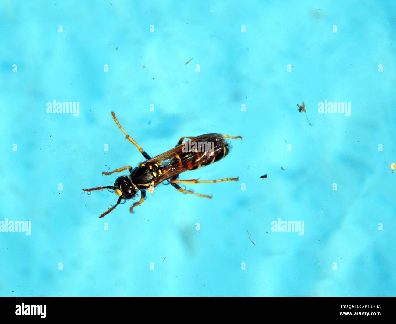 Insects are swimming in the pool Stock Photo - Alamy