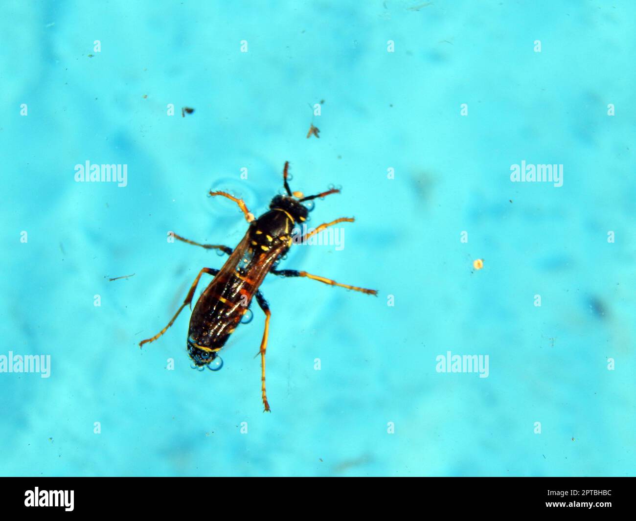 Insects are swimming in the pool Stock Photo - Alamy