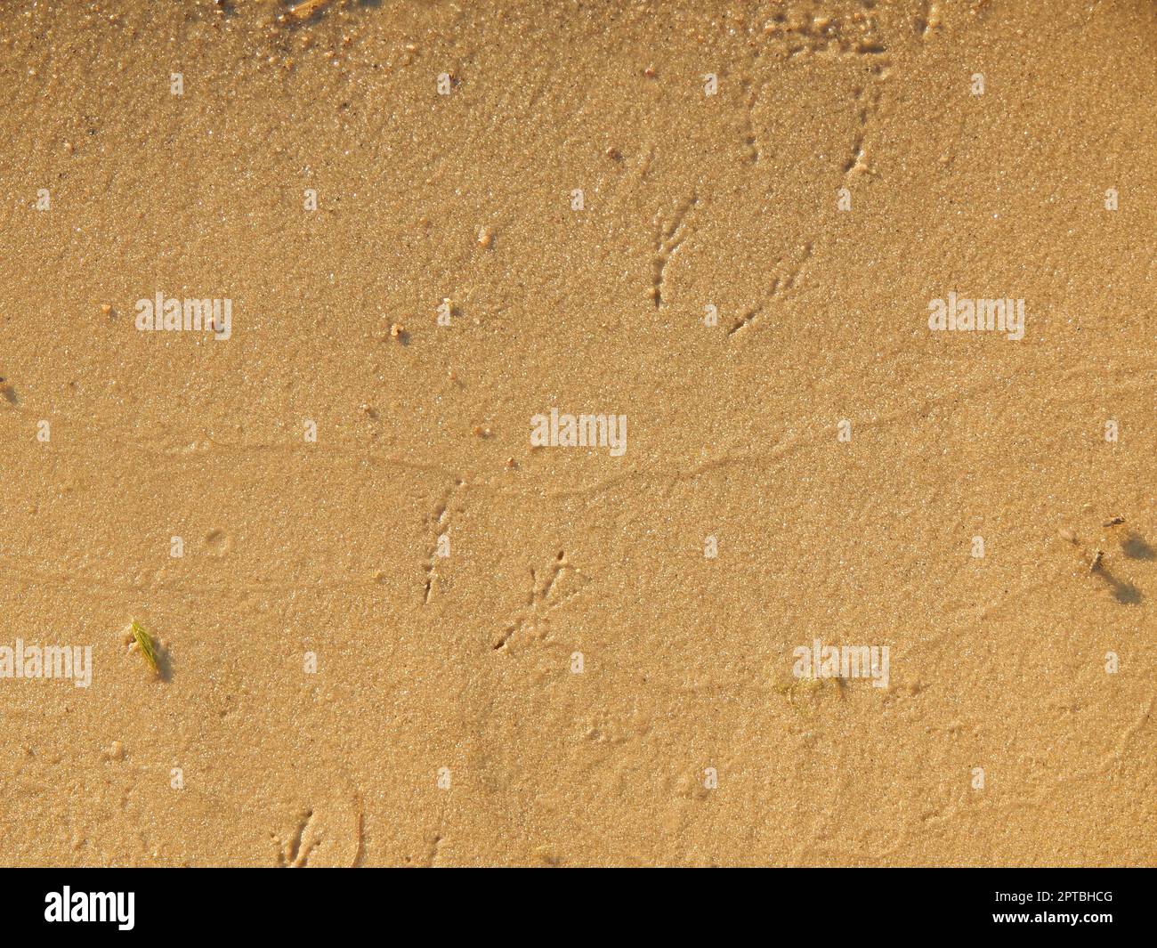 Texture nature grass flowers, trees wallpaper Stock Photo - Alamy