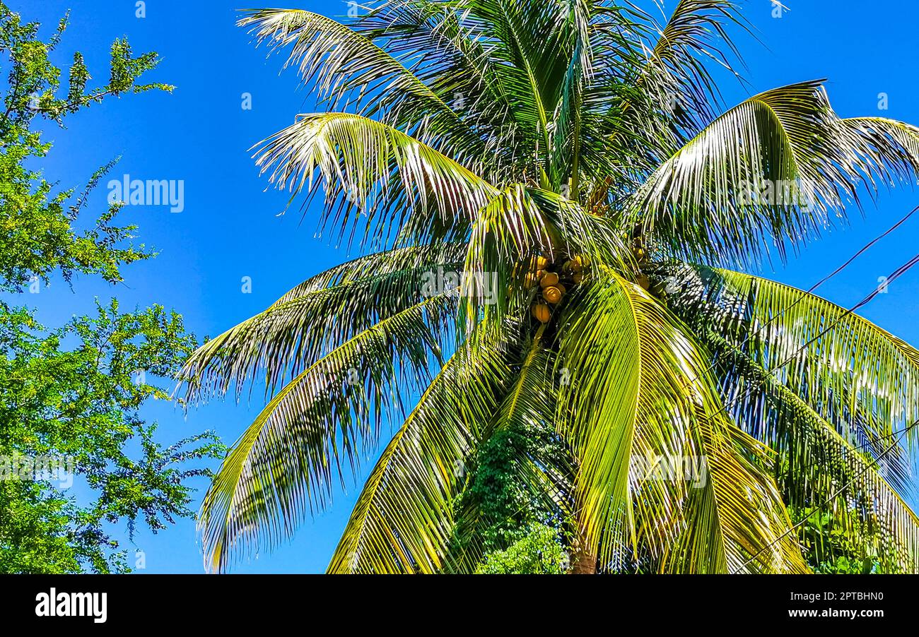 Tropical natural mexican palm tree with coconuts and blue sky ...