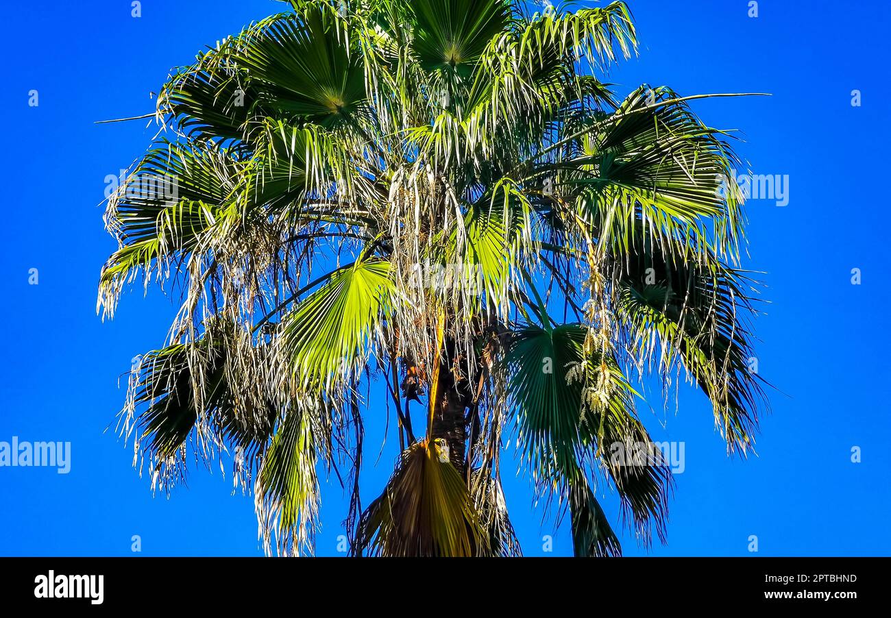 Tropical natural mexican palm tree with coconuts and blue sky ...