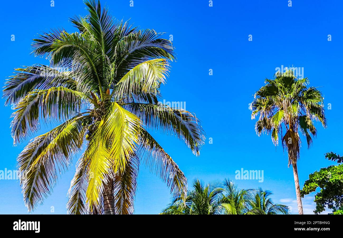 Tropical natural mexican palm tree with coconuts and blue sky ...