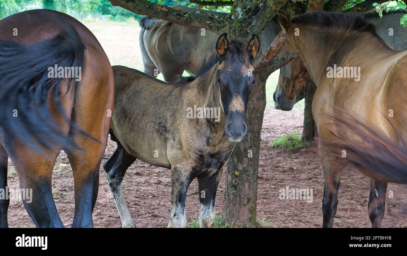 Horses seen on a way of a horse breeding while hiking on vacation. The ...