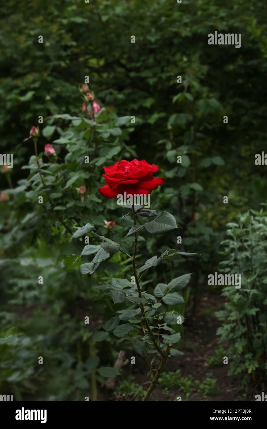 Beautiful blooming red rose growing in garden Stock Photo - Alamy