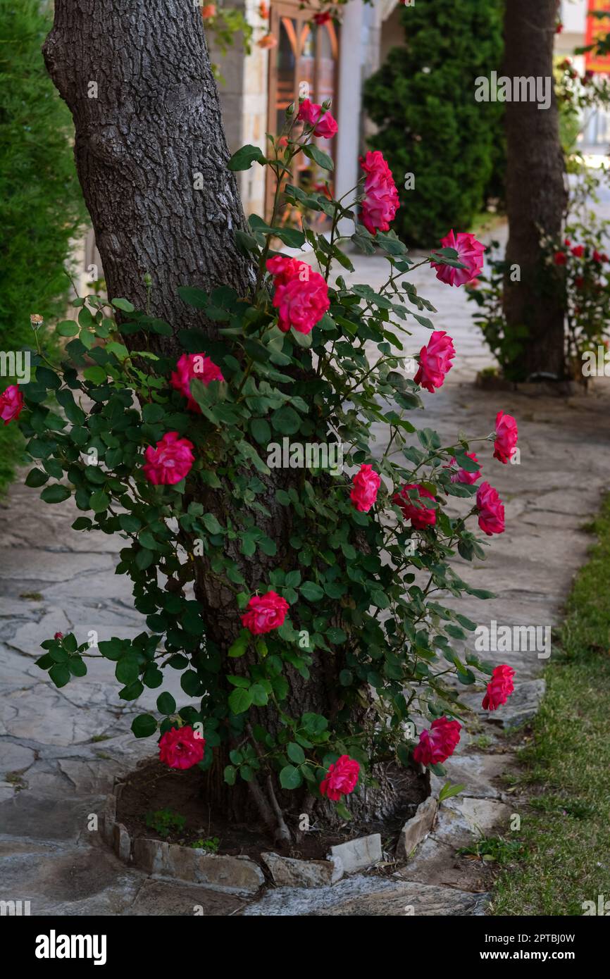 Beautiful blooming rose bush growing near tree on city street Stock ...