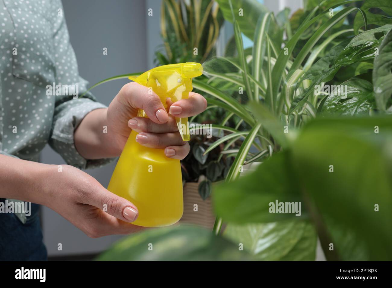 Woman spraying beautiful houseplants at home, closeup Stock Photo - Alamy